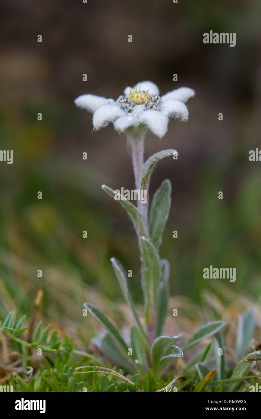 Swiss alps mountains and flowers hi-res stock photography and images ...
