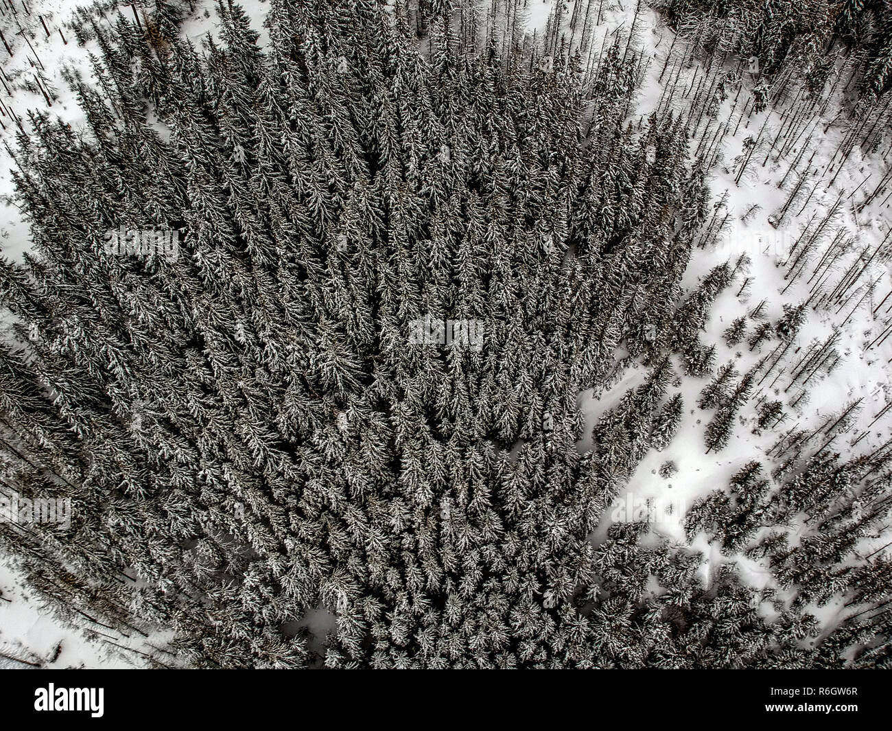 Aerial view evergreen trees in hi-res stock photography and images - Alamy