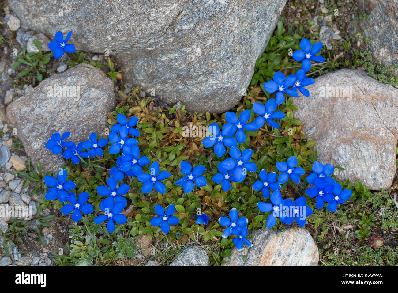 Bavarian gentian (Gentiana bavarica) in flower native to European Alps ...