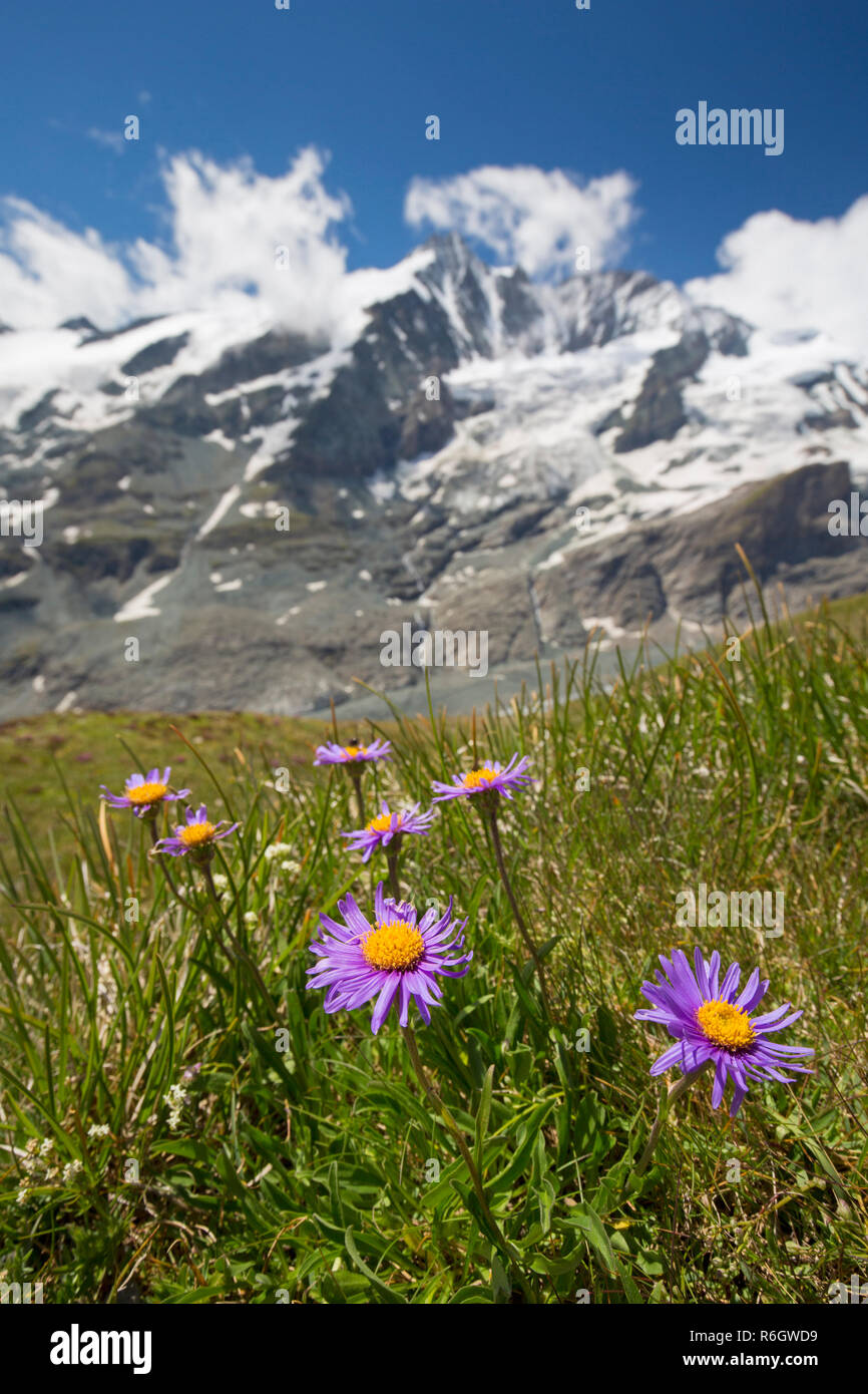 Alpine plants alpine plant asteraceae hi-res stock photography and ...