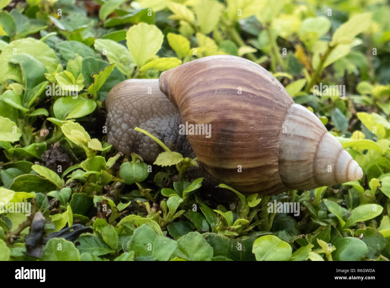 Bush snail hi-res stock photography and images - Alamy