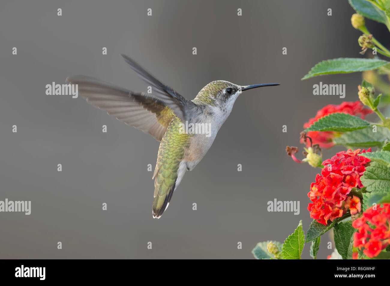 Ruby-throated Hummingbird flying near Lantana flowers Stock Photo - Alamy