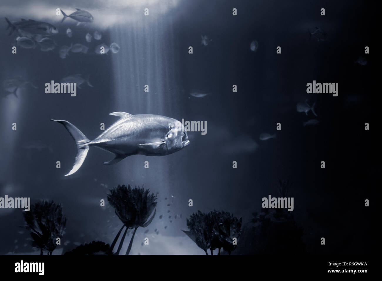 Lonely xareu fish passing by. Converted black and white. Toned blue ...