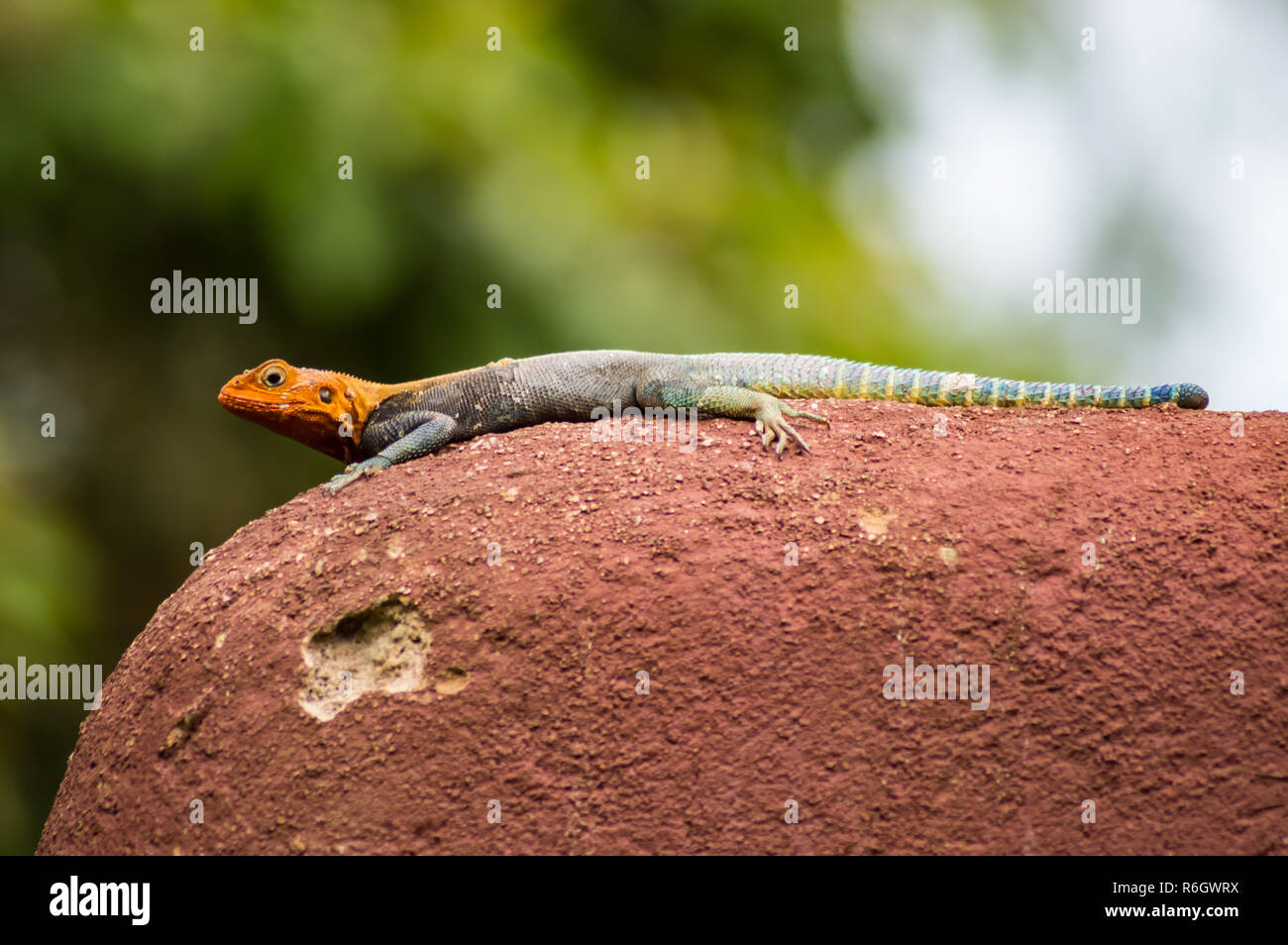 Lizard called agame settlers in the savannah of Amboseli Park in Kenya ...
