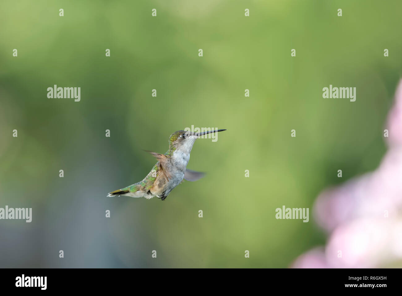 Ruby-throated Hummingbird flying in the garden Stock Photo - Alamy