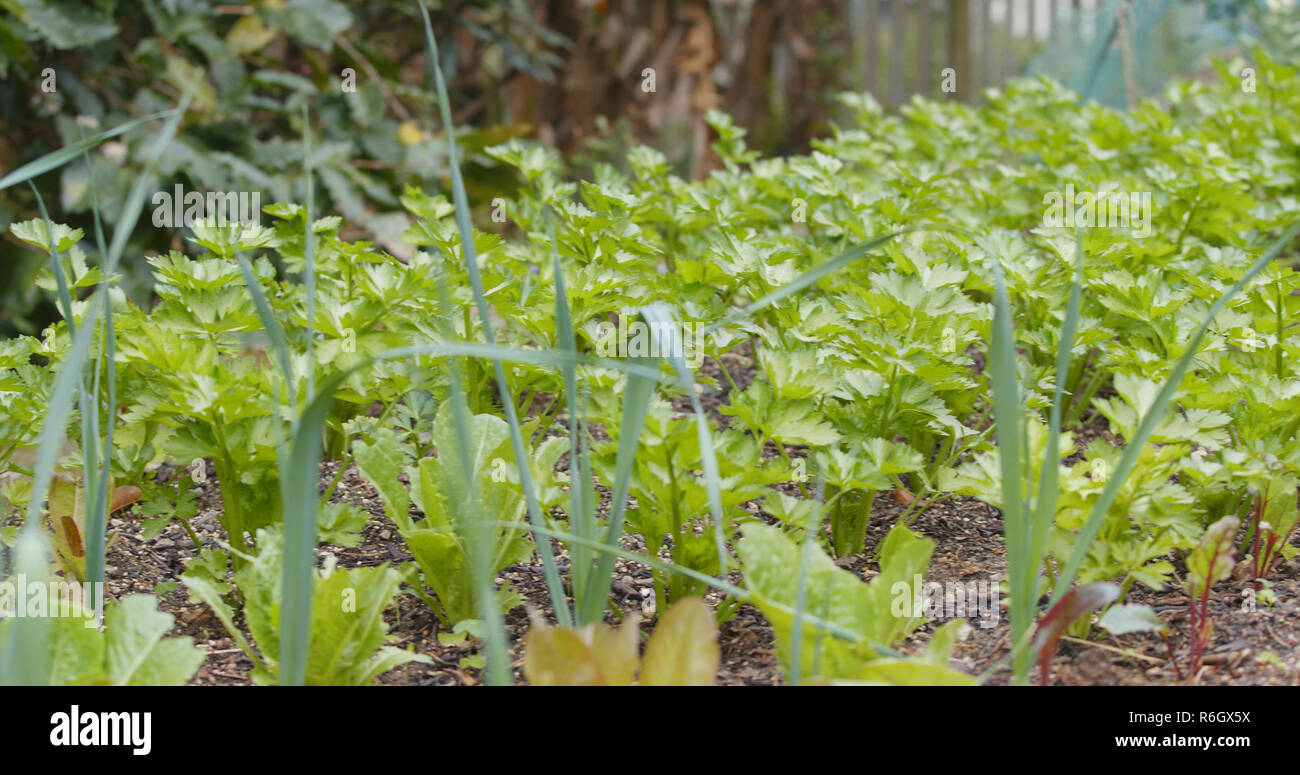 Lettuce field panorama hi-res stock photography and images - Alamy