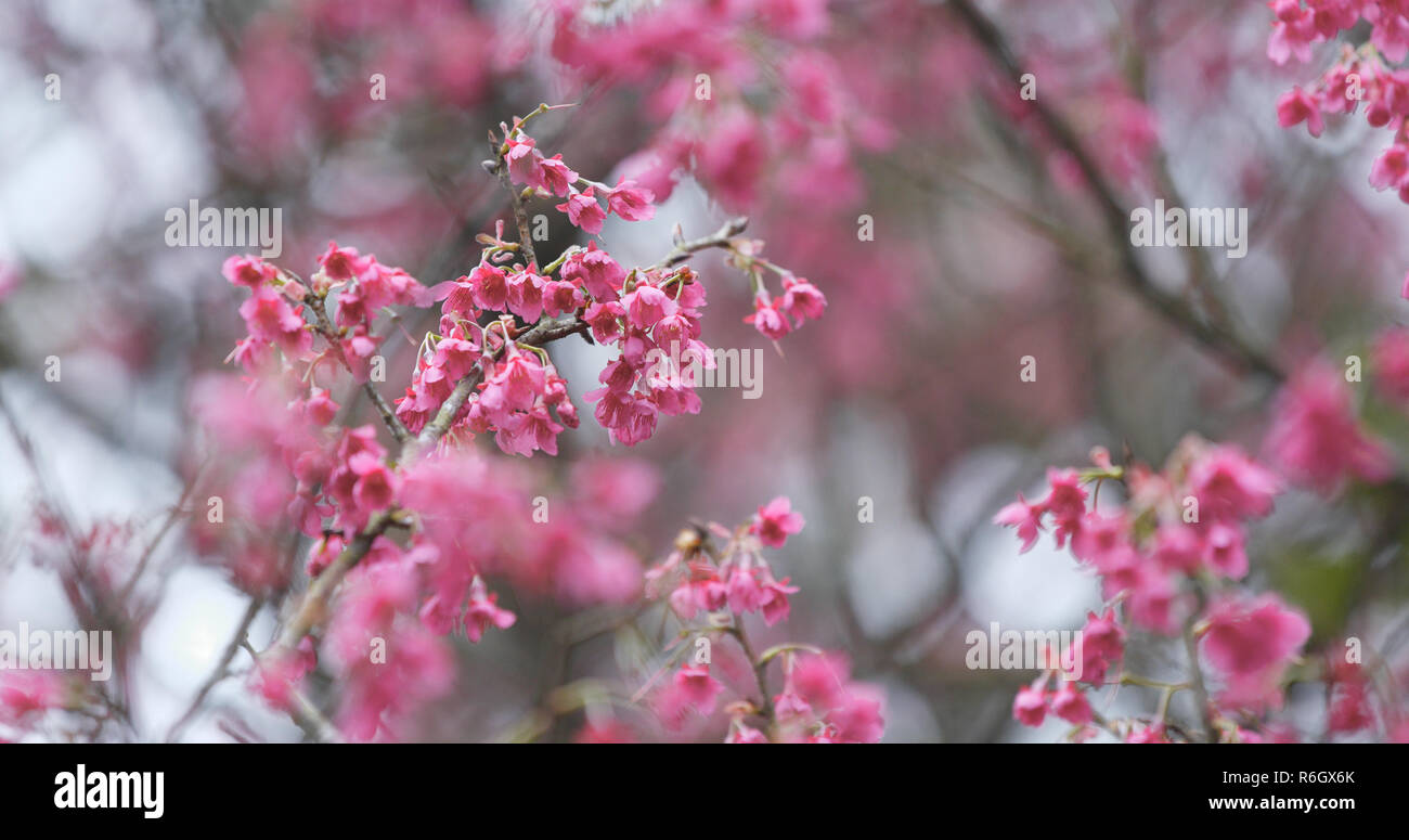 Cherry blossom on tree Stock Photo - Alamy