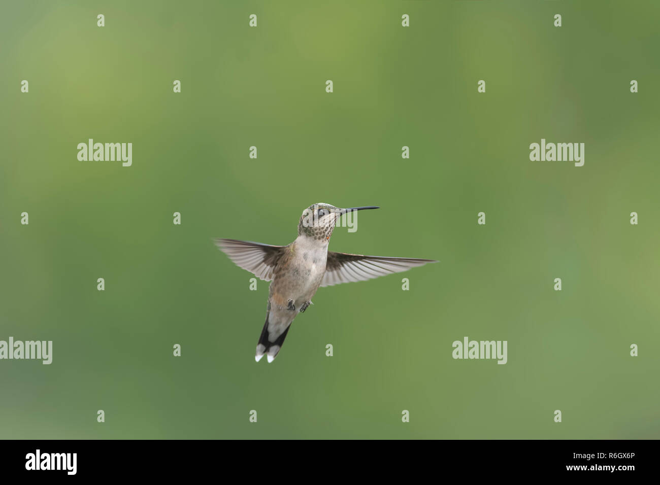 Ruby-throated Hummingbird flying in the garden Stock Photo - Alamy