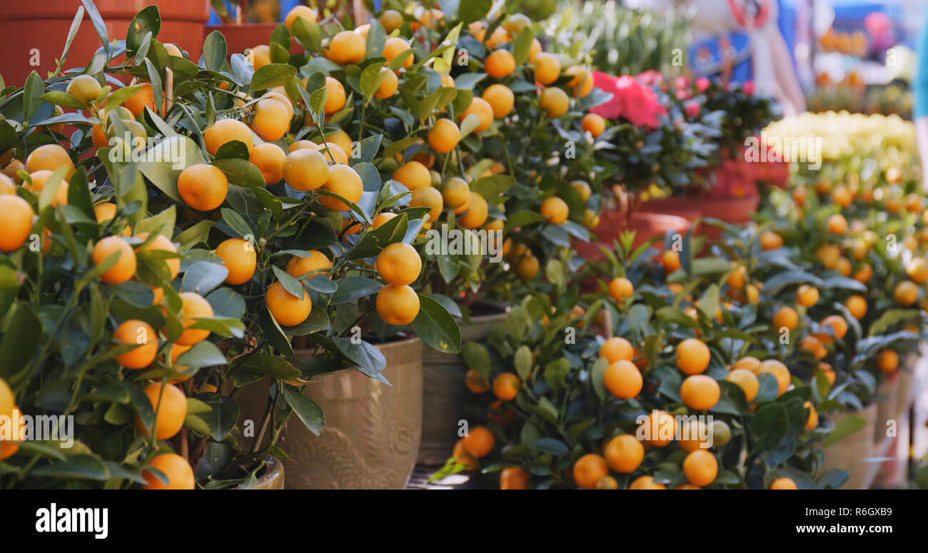 Kumquat tree for lunar new year Stock Photo - Alamy