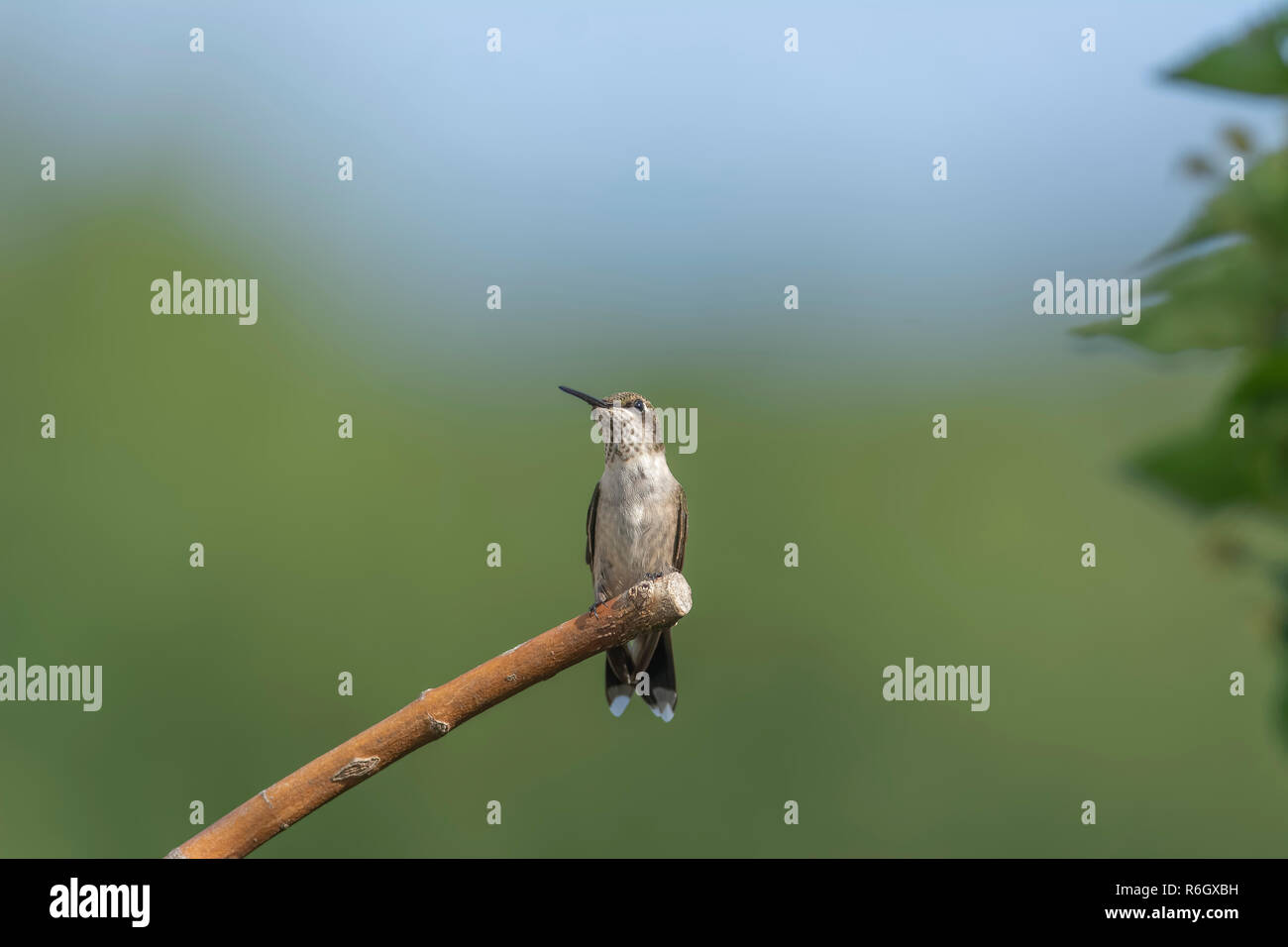 Ruby-throated Hummingbird perched in the garden Stock Photo - Alamy