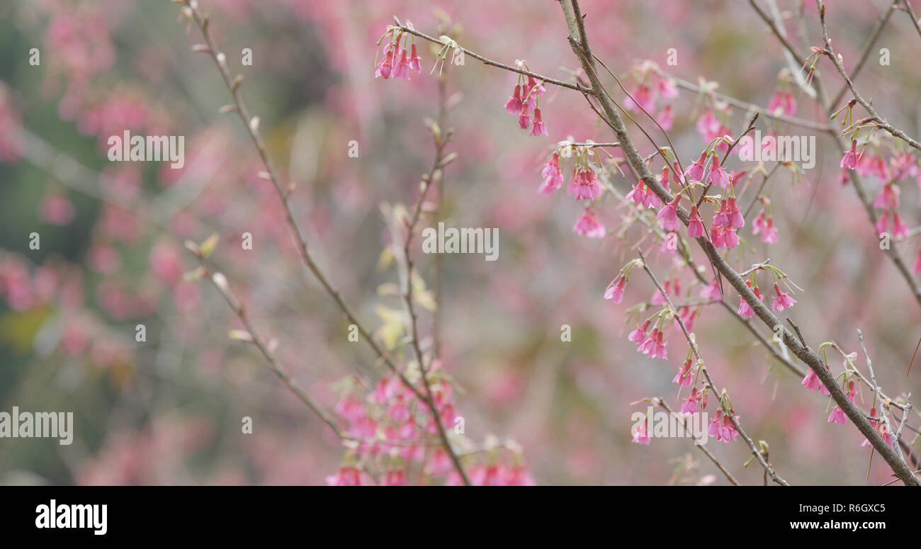 Cherry blossom bloom pink flower Stock Photo - Alamy