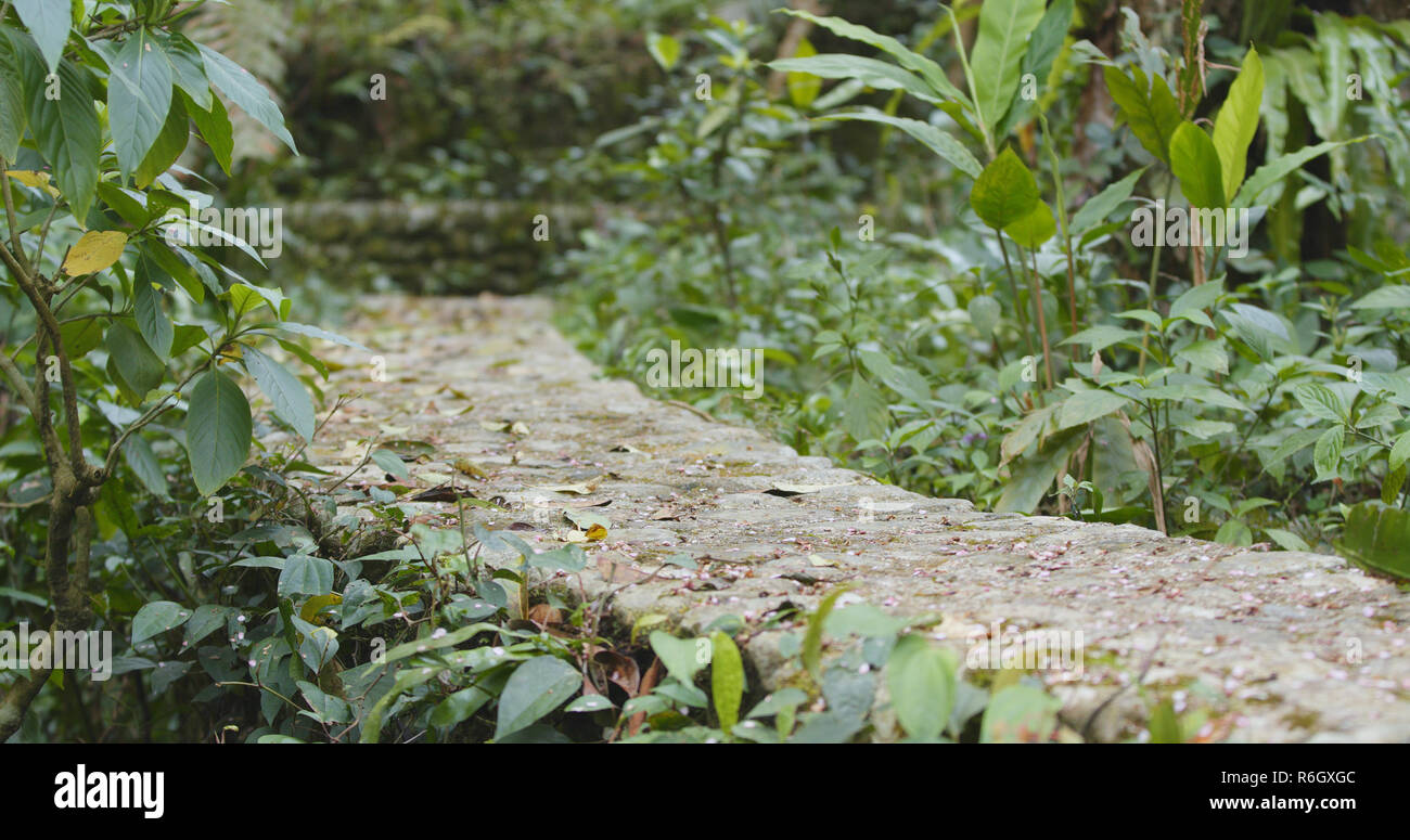 Tropical forest and walking path Stock Photo - Alamy