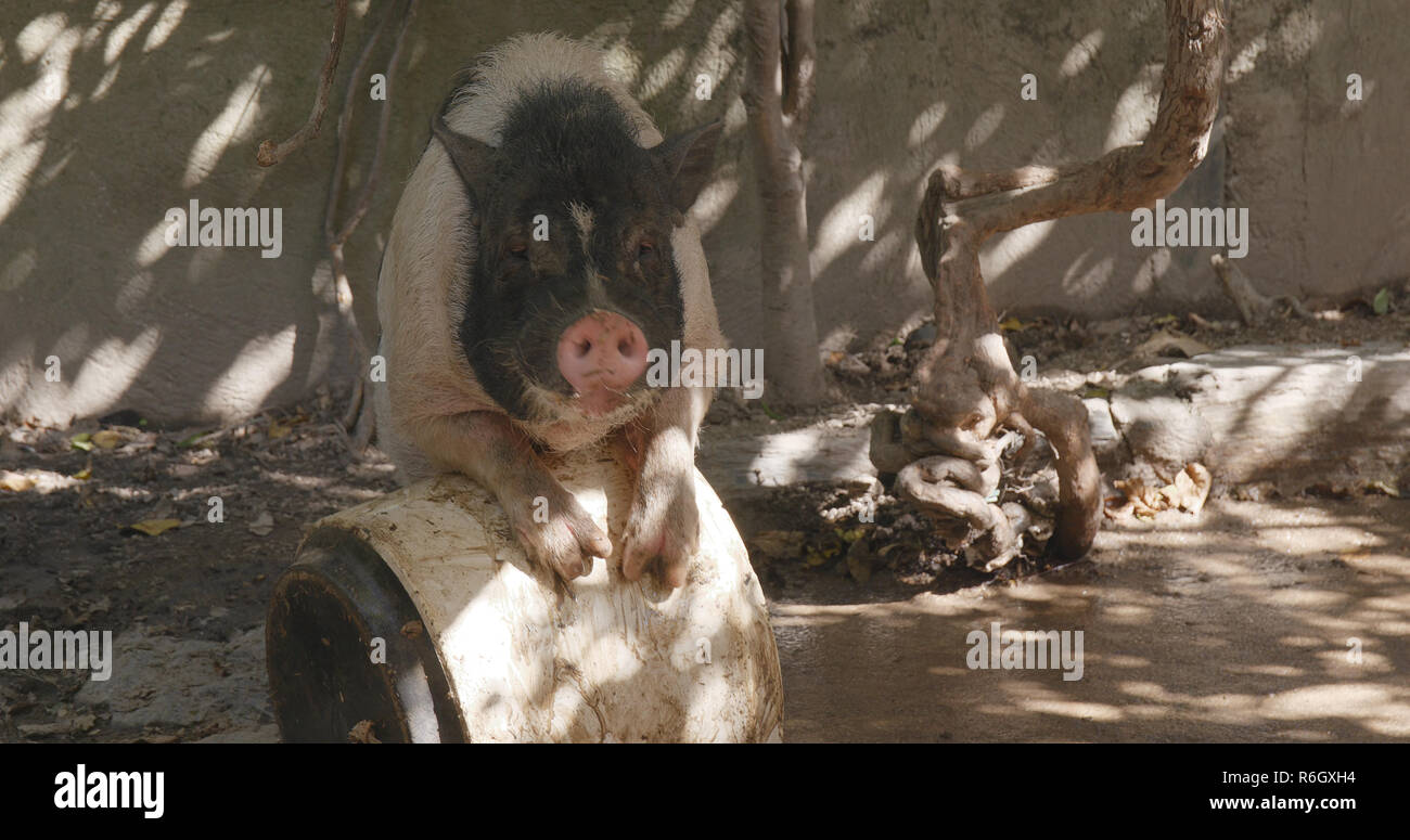 Farm pig playing at farm Stock Photo - Alamy