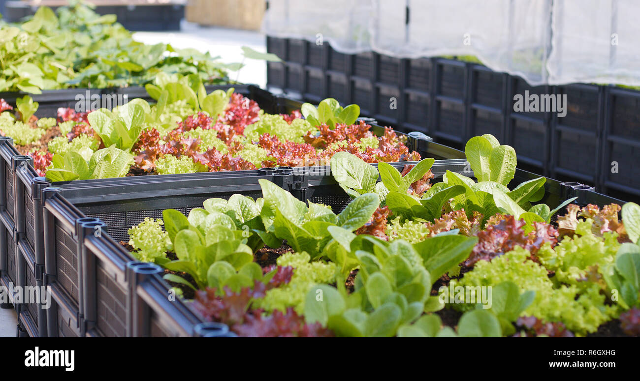 Green lettuce farm in roof top garden Stock Photo - Alamy