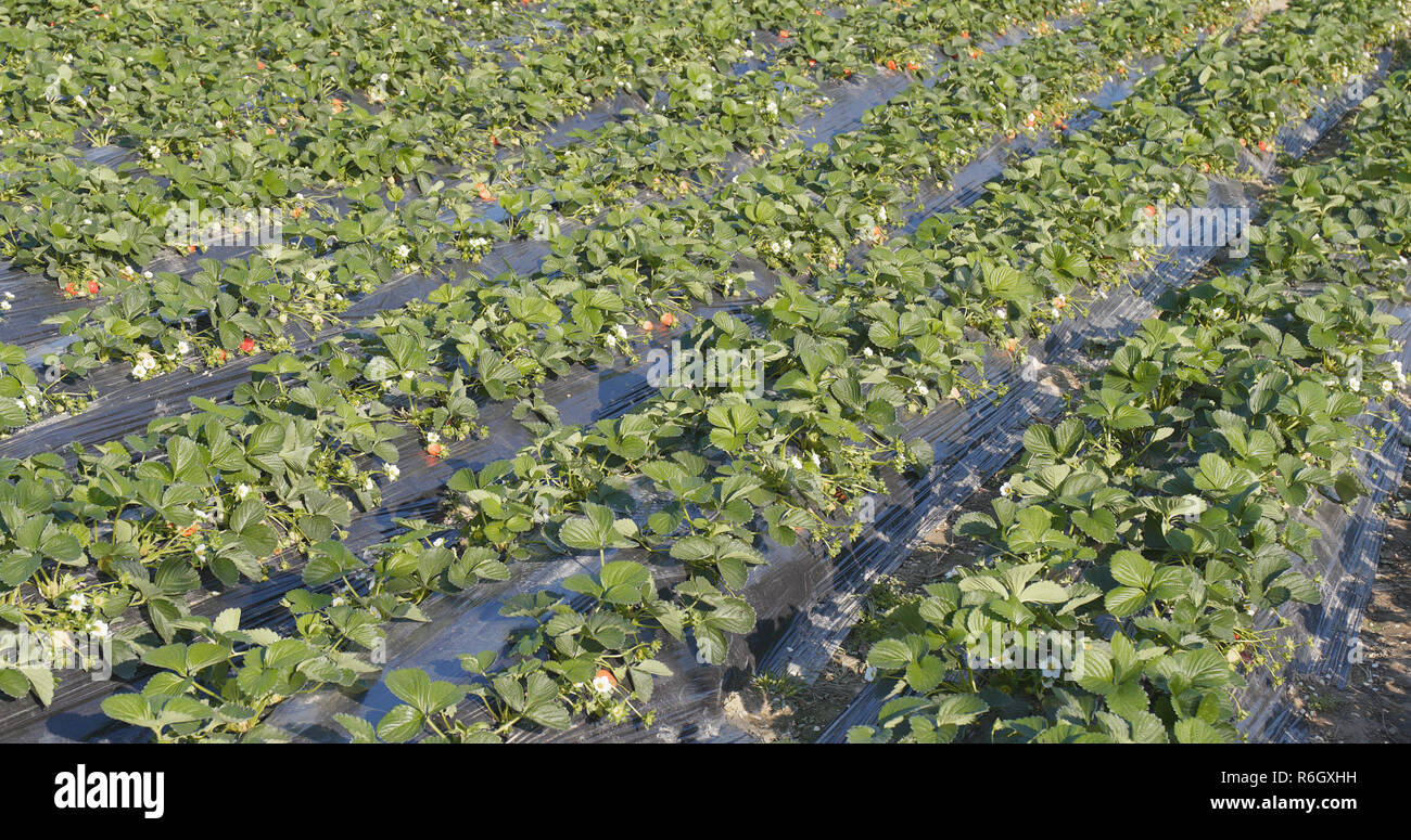 Fresh strawberry field row Stock Photo - Alamy
