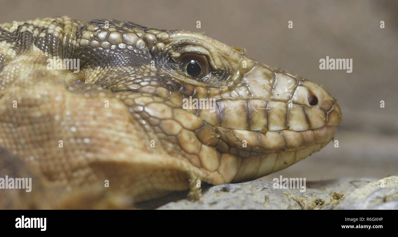 Slim reptile lizard hi-res stock photography and images - Alamy