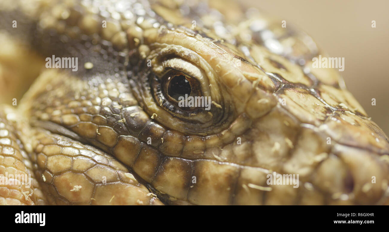 Amazon lava lizard hi-res stock photography and images - Alamy