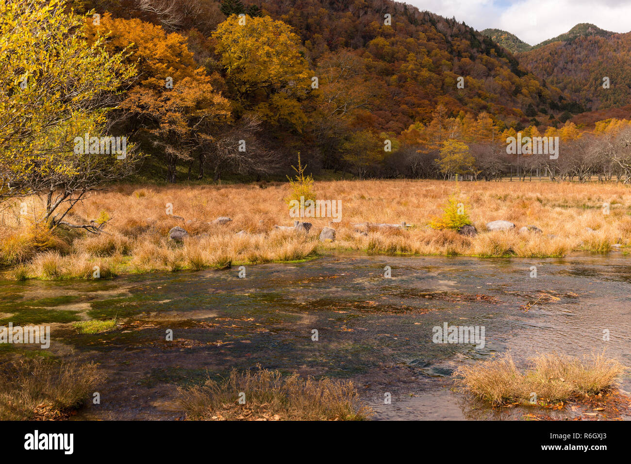 Autumn forest and marsh Stock Photo - Alamy