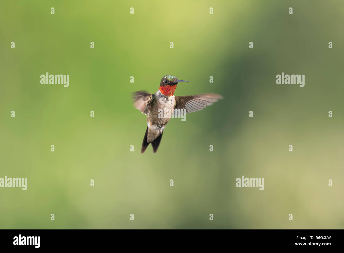 Male Ruby-throated Hummingbird flying in the garden showing off his ...