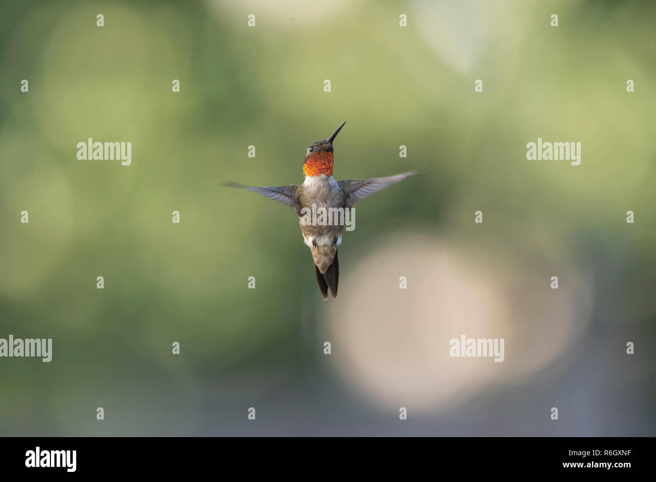 Adult male Ruby-throated Hummingbird flying in the garden Stock Photo ...