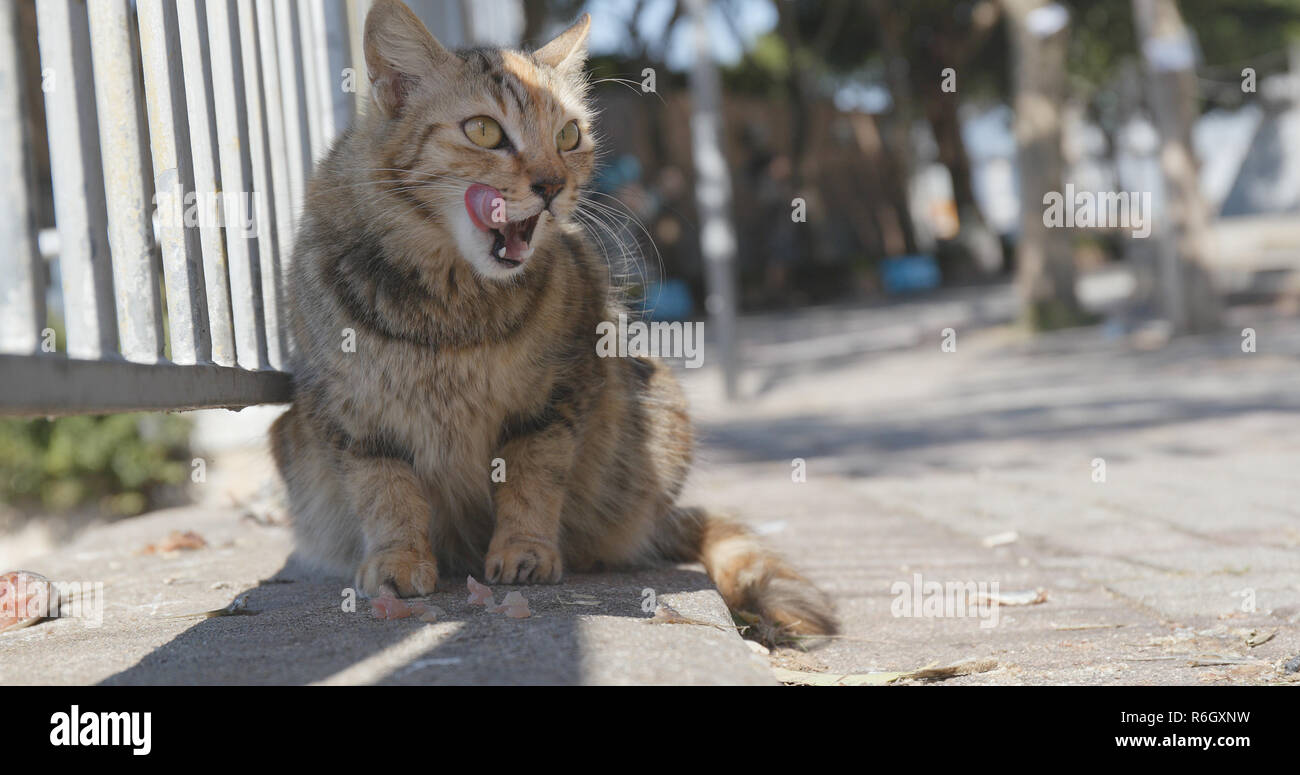 Cat eat outdoor fish hi-res stock photography and images - Alamy