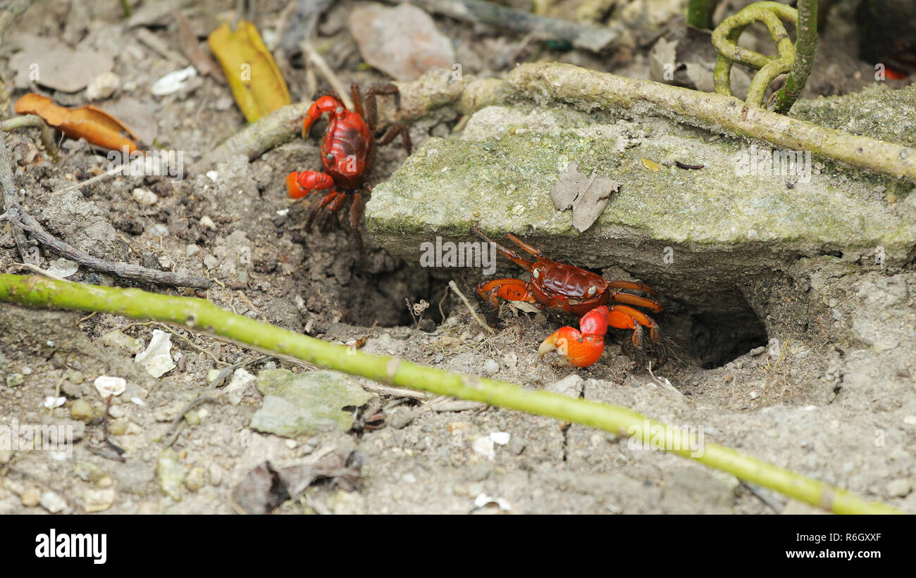 Waving crab hi-res stock photography and images - Alamy