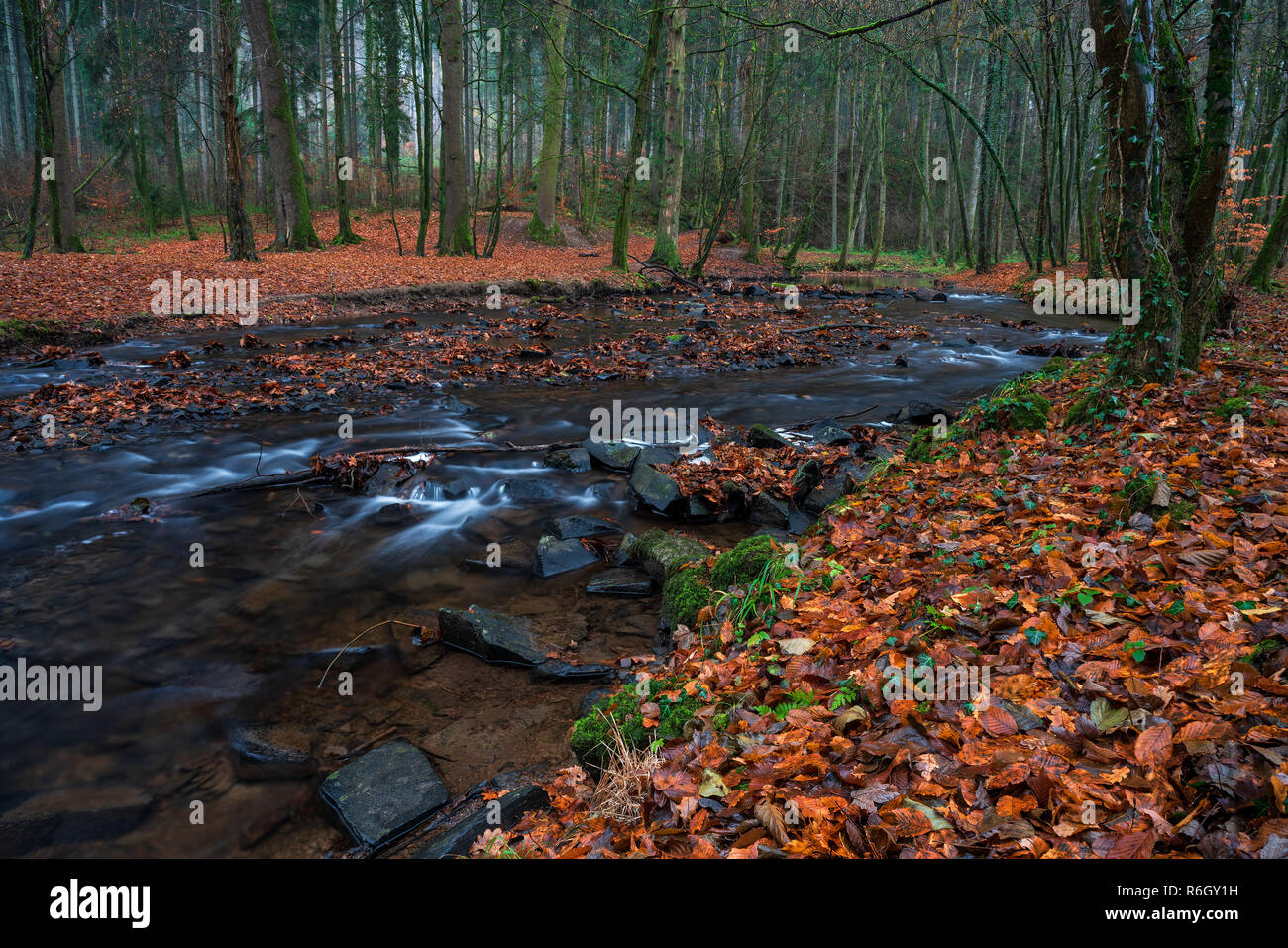 River in the woods in autumn Stock Photo - Alamy