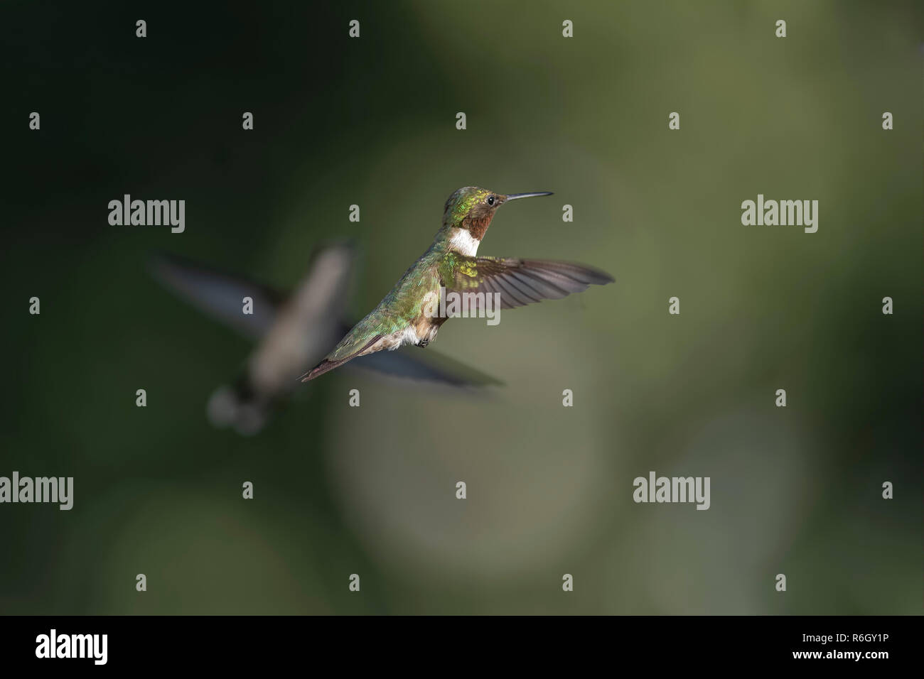 Two Ruby-throated Hummingbirds, male and female, flying in the garden ...