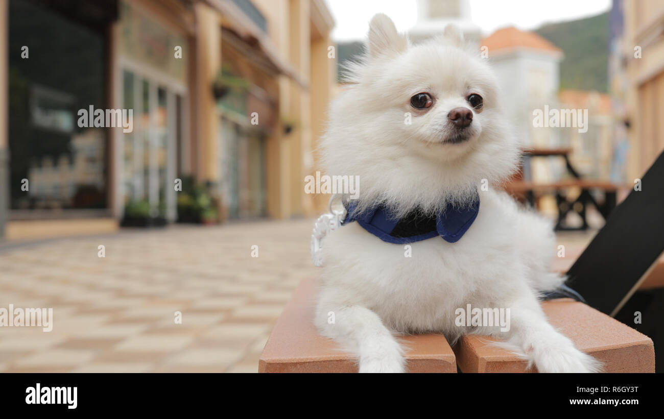 Dog going out Stock Photo - Alamy