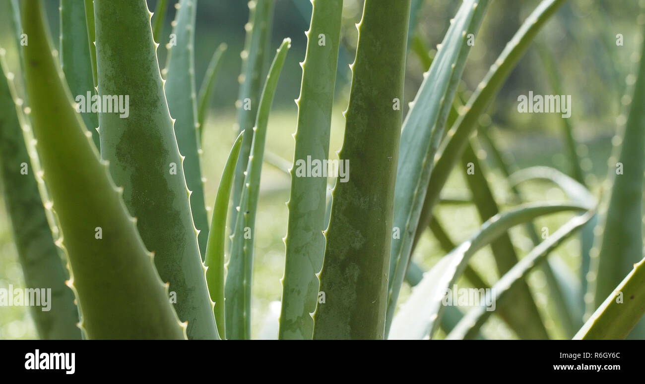 Aloe vera plant close up Stock Photo - Alamy
