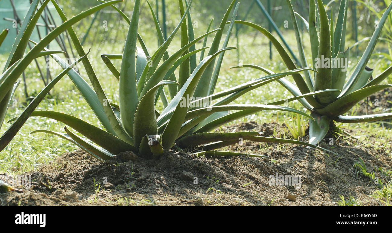 Aloe vera plant close up Stock Photo - Alamy