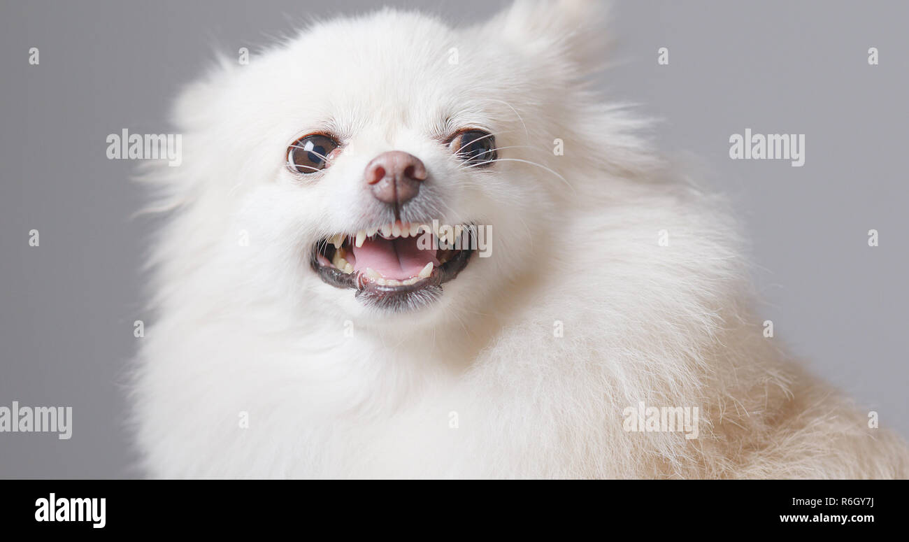 Barking Pomeranian dog Stock Photo - Alamy