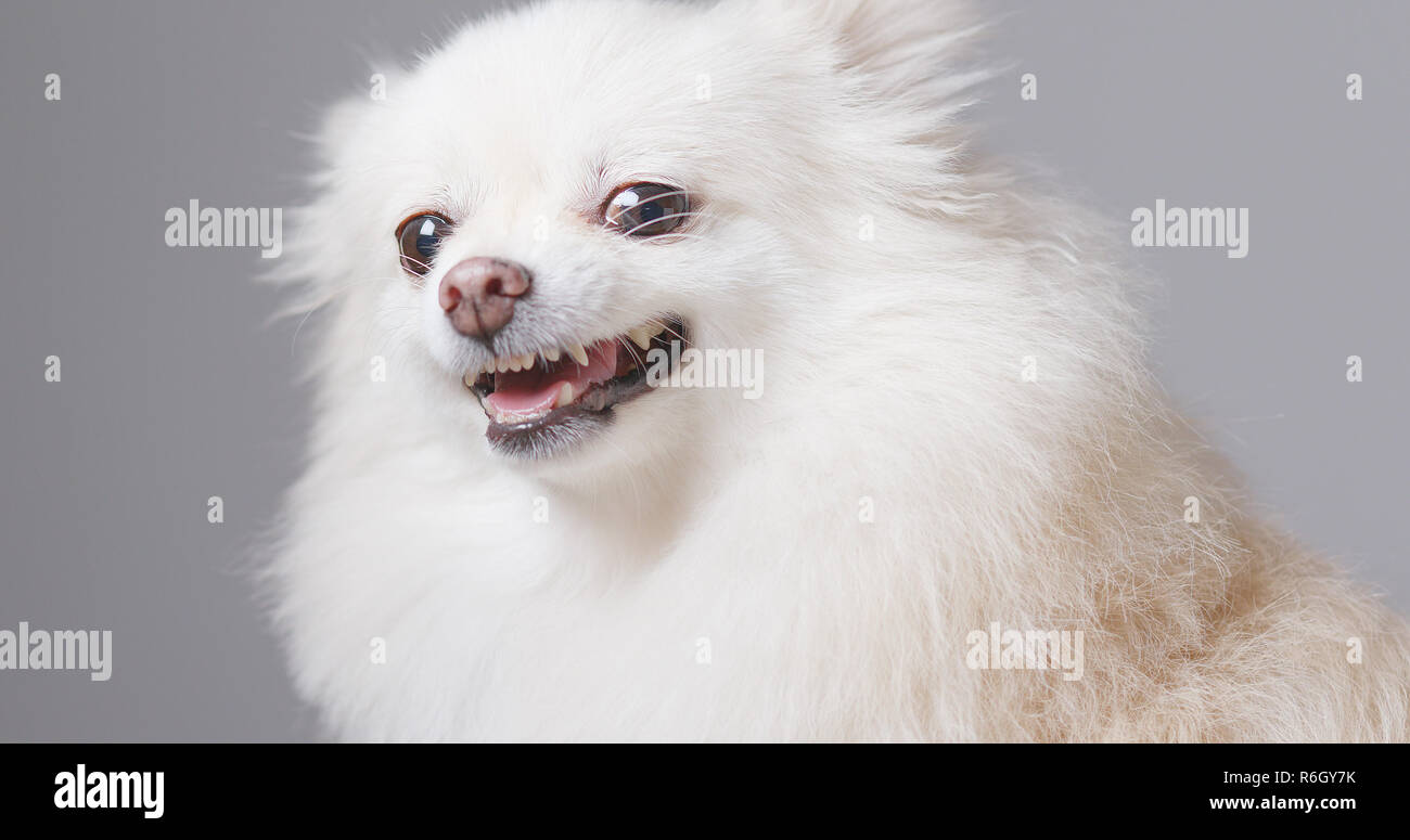 Angry Pomeranian dog barking Stock Photo - Alamy