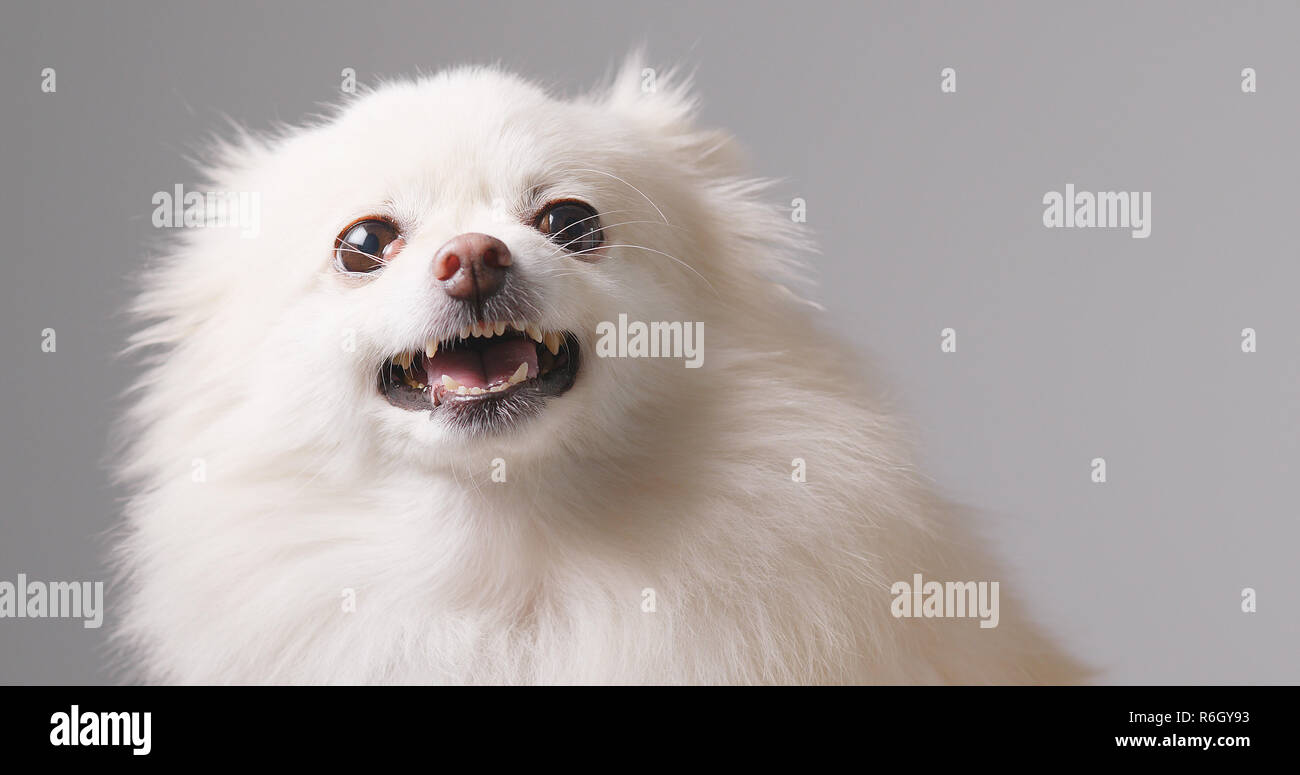 Angry White Pomeranian Stock Photo - Alamy