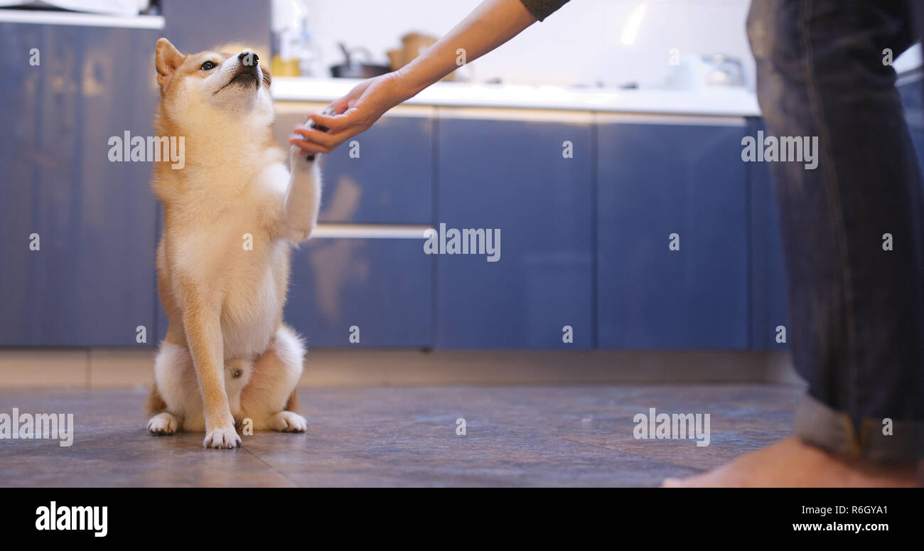 Shiba inu dog giving hand ask for snack Stock Photo - Alamy