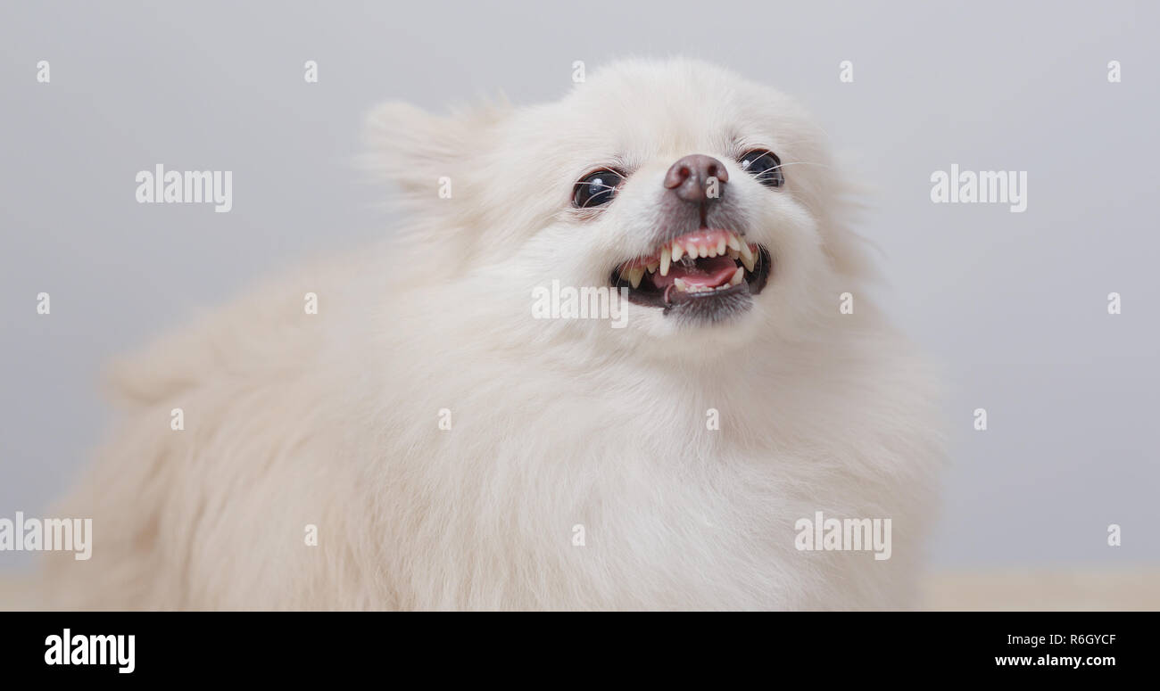 White pomeranian dog getting angry Stock Photo - Alamy