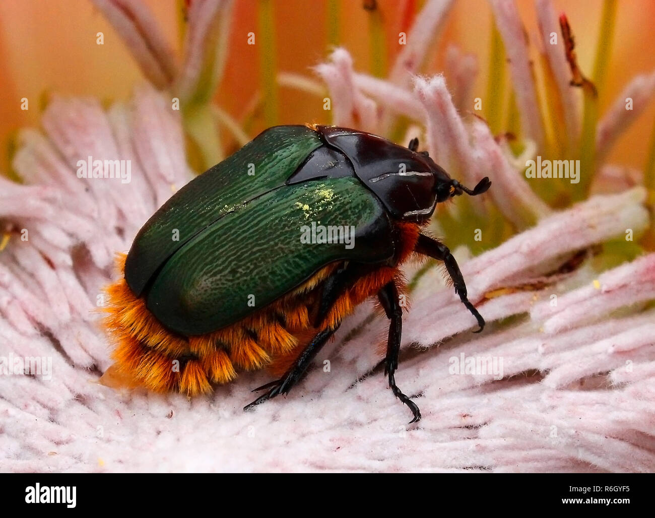 Protea family hi-res stock photography and images - Alamy