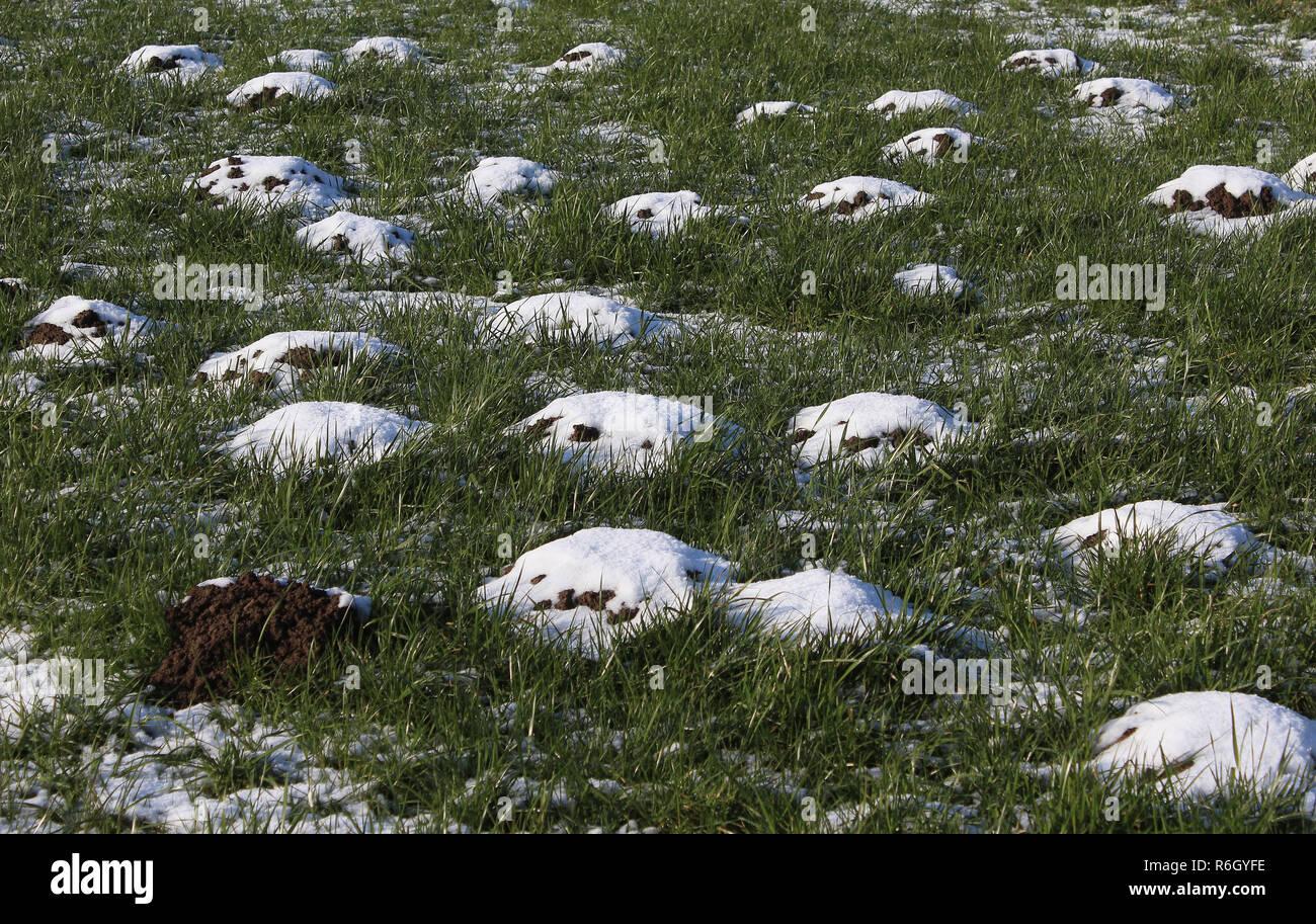 Moles in winter hi-res stock photography and images - Alamy