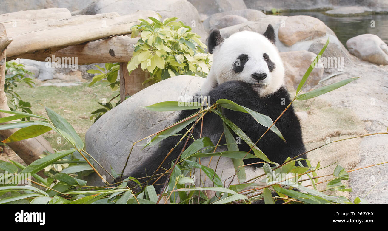 Panda eating bamboo in zoo park Stock Photo - Alamy