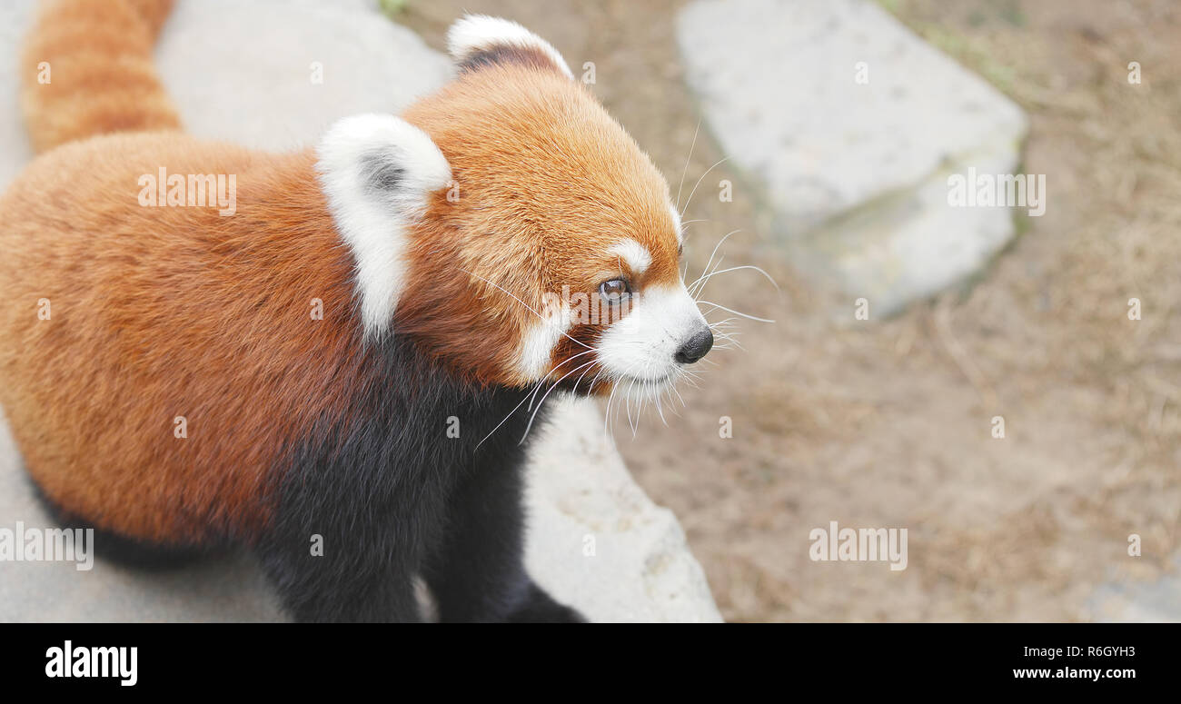 Cute red panda Stock Photo - Alamy