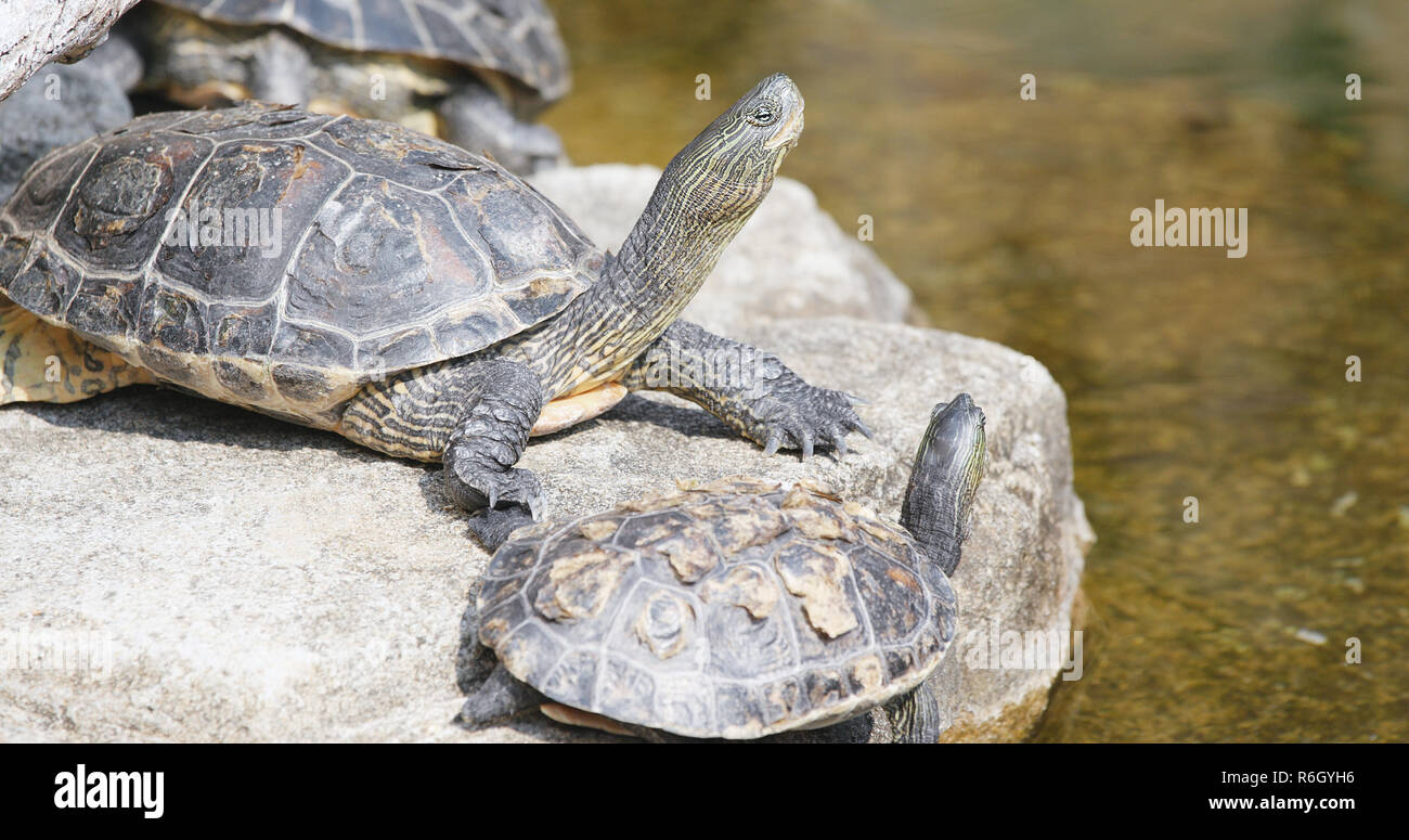 Turtle on the rock in water pond Stock Photo - Alamy
