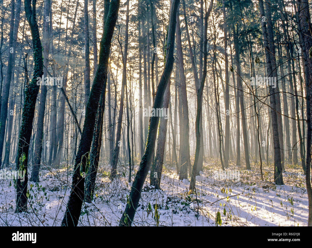Forest in winter Stock Photo - Alamy
