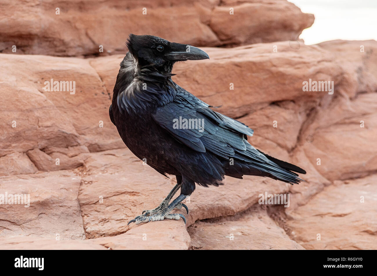 raven in desert southwest Stock Photo - Alamy
