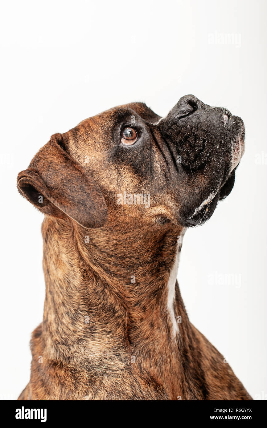 boxer dog on white background Stock Photo - Alamy