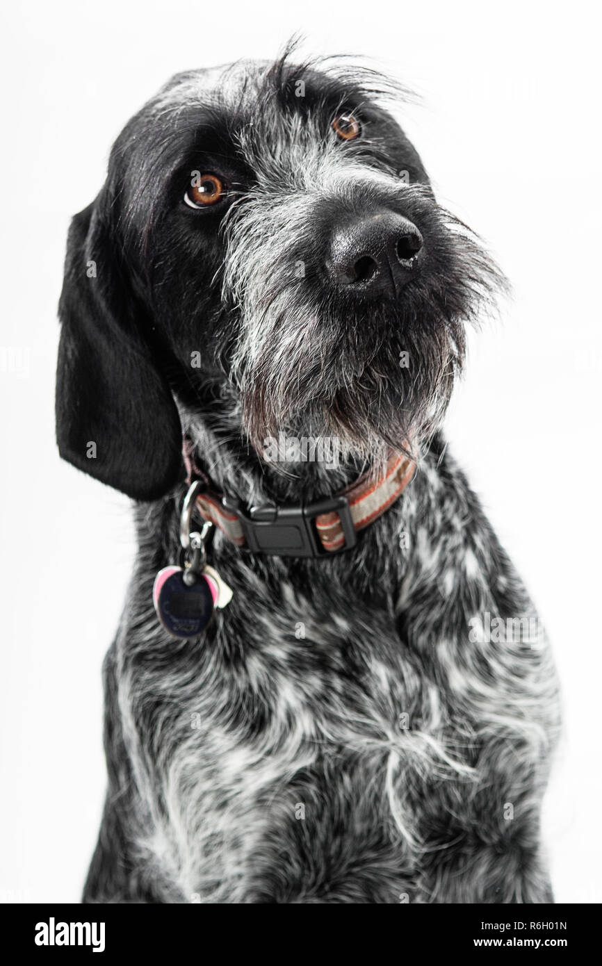 dog on white background Stock Photo - Alamy