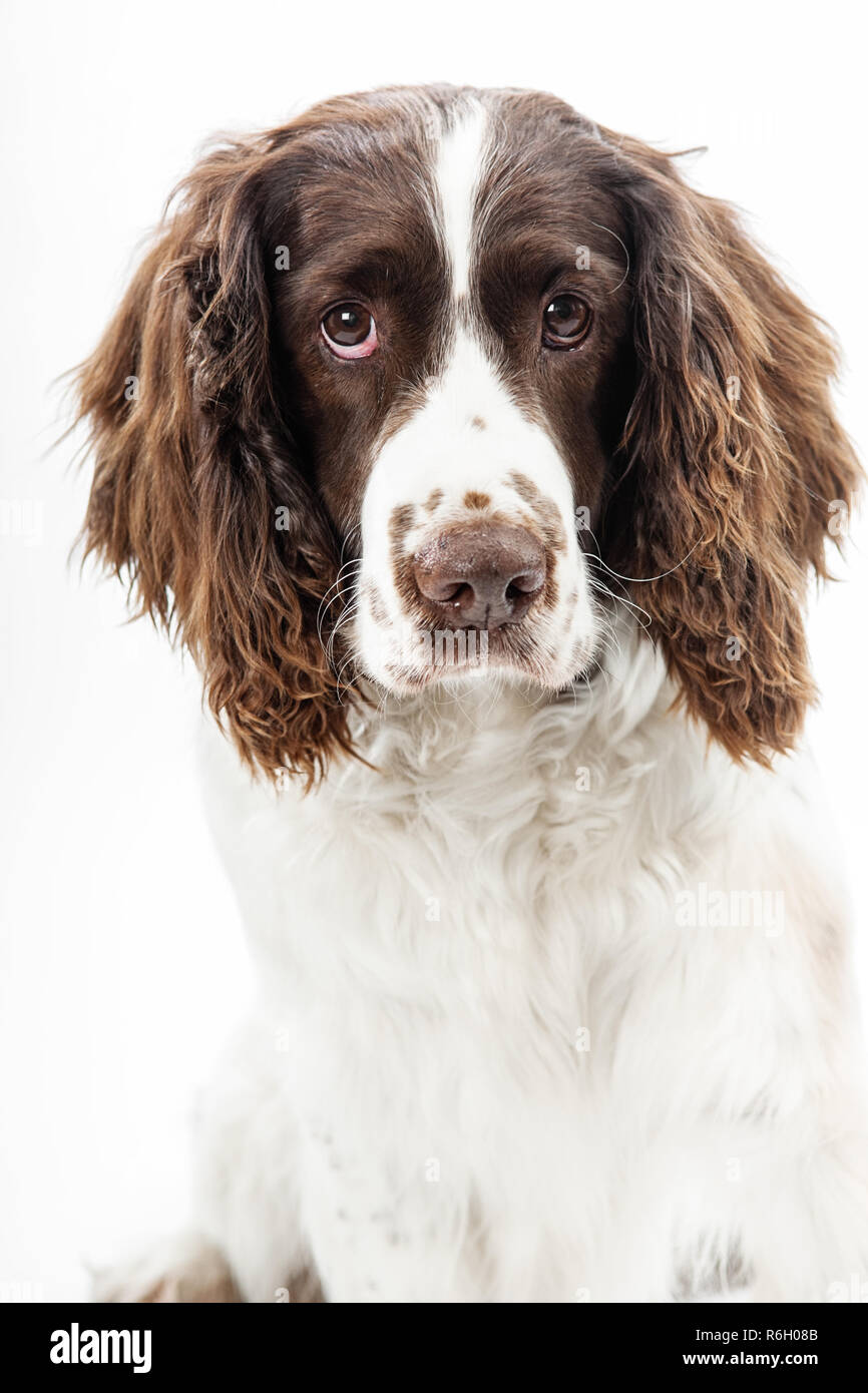 springer spaniel on white background Stock Photo - Alamy