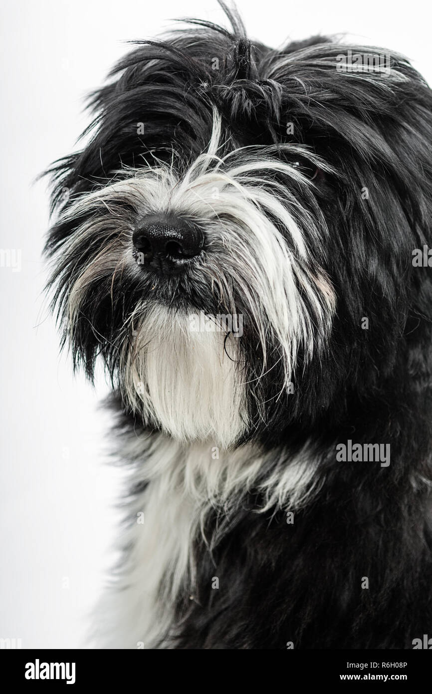 dog on white background Stock Photo - Alamy