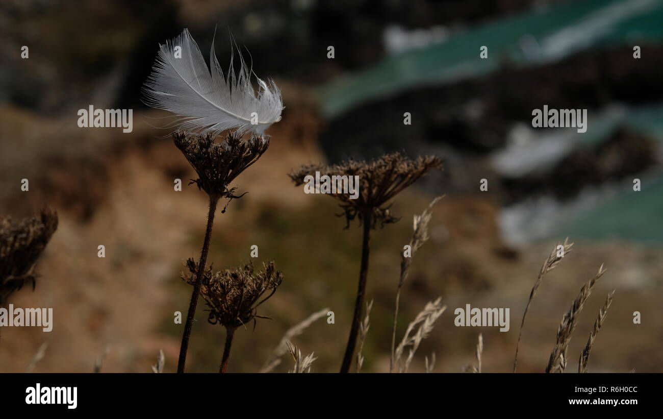 feather on the Beach Stock Photo - Alamy