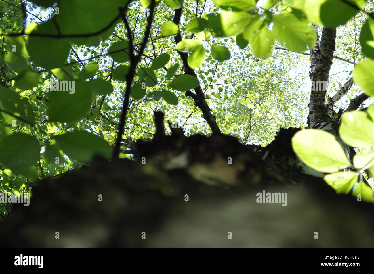 Tree trunk from below closeup hi-res stock photography and images - Alamy