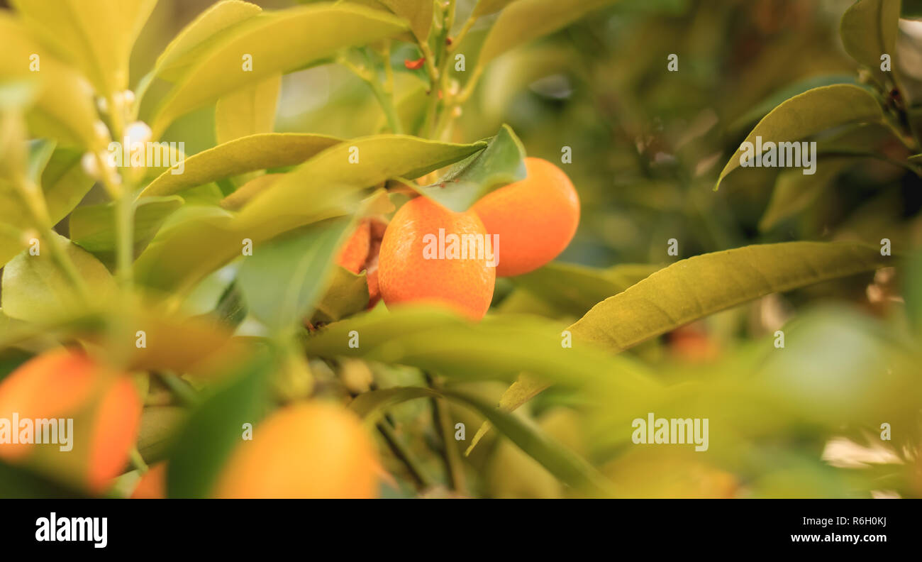 citrus fruits of the Kumquat Fortunella variety Stock Photo - Alamy